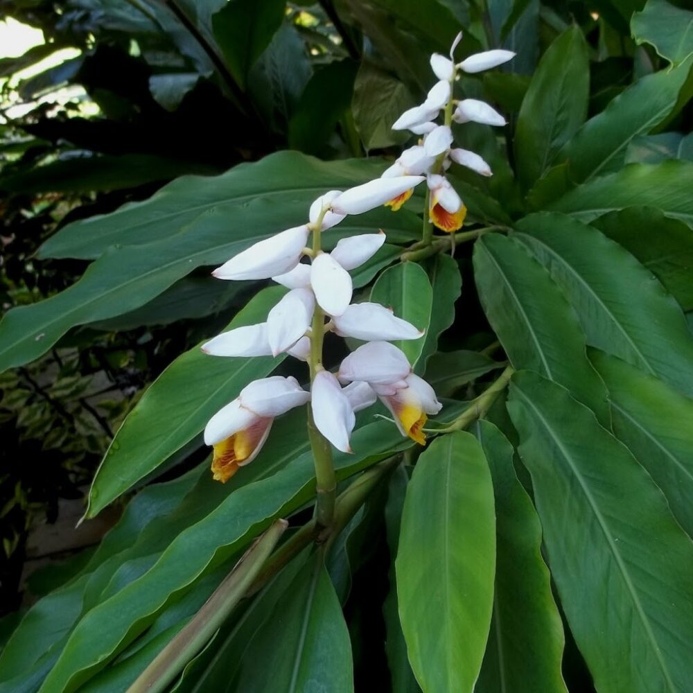 Our Range – Big Leaf Wholesale Nurseries